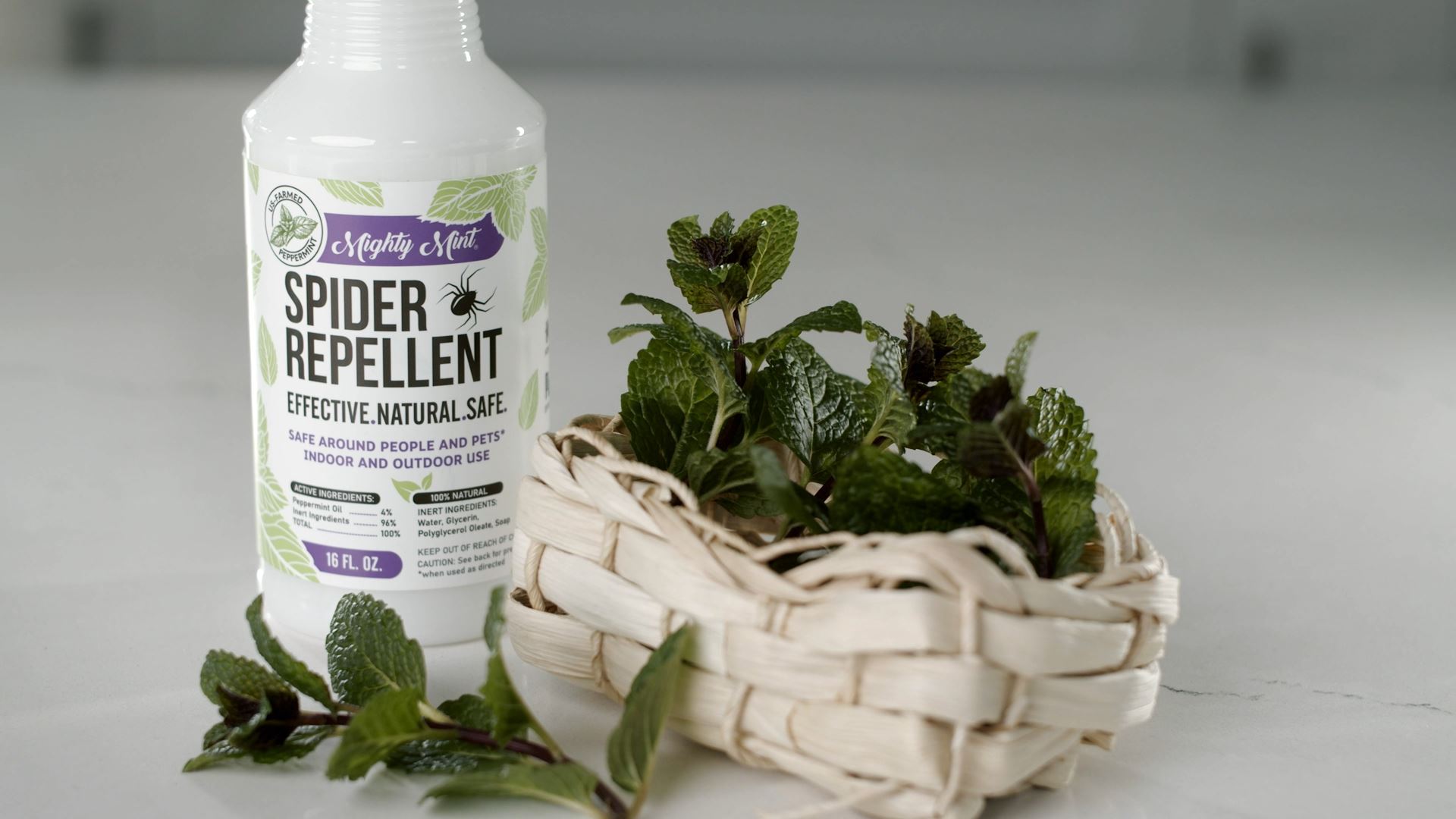 Mighty Mint Natural Spider Repellent & Killer - Essential Peppermint ...